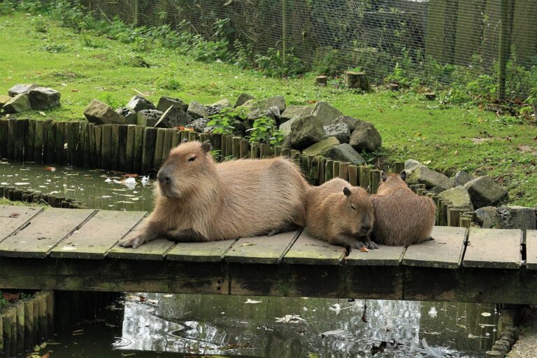 Uma capivara como animal de estimação