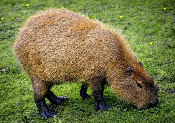 Uma capivara como animal de estimação