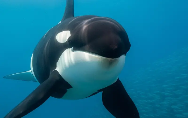 Orcas são vistas criando ferramentas com algas: descoberta inédita ...
